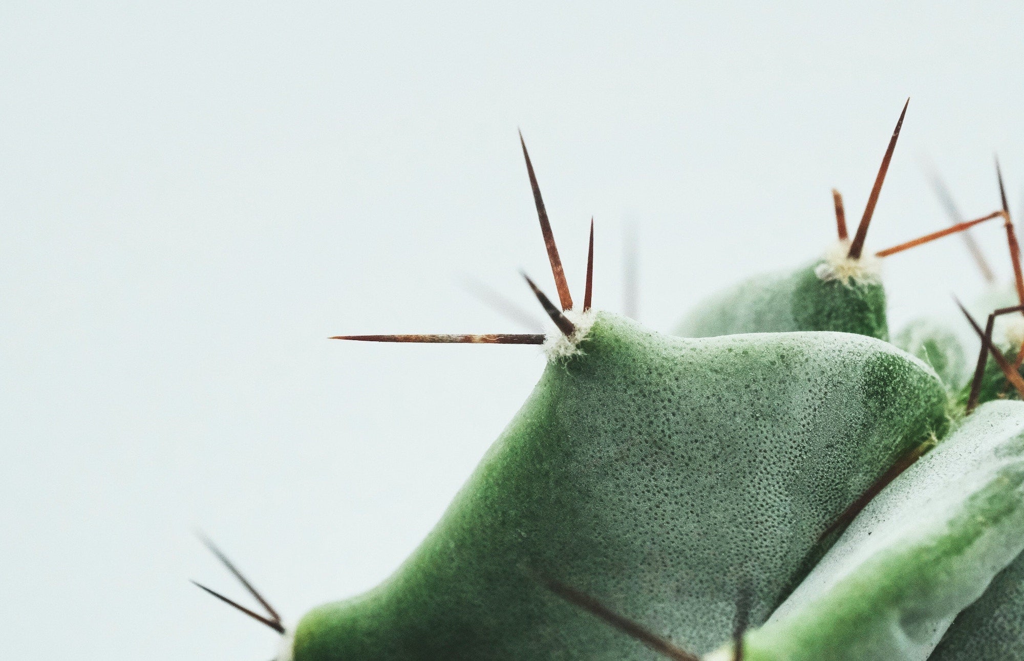 Menopause Facial Hair: For Pluck Sake! – Knix Canada